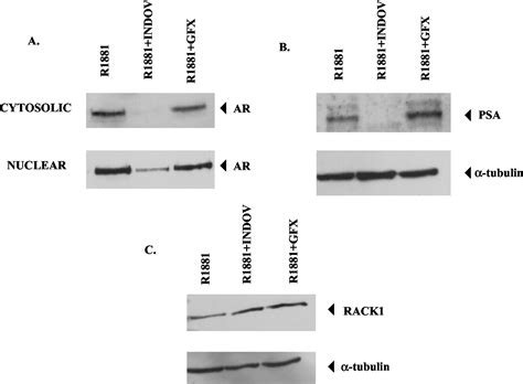 The Scaffolding Protein Rack1 Interacts With Androgen Receptor And