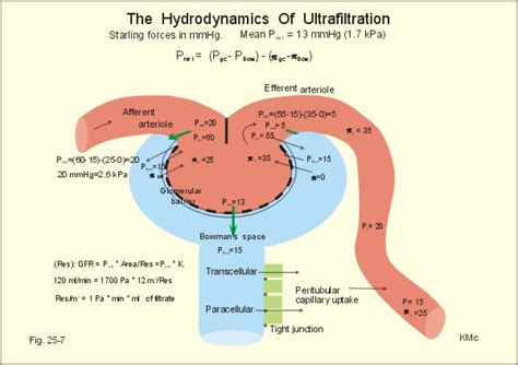 New Human Physiology Ch 25