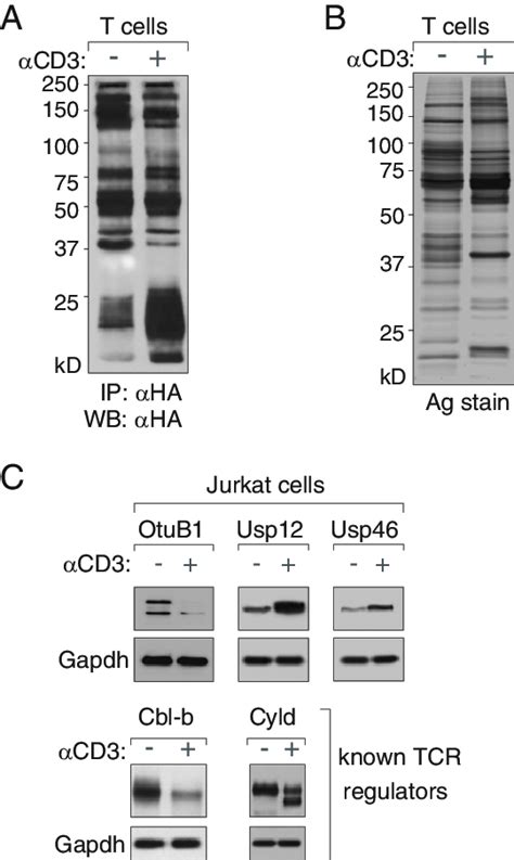 Identification And Validation Of Functional Dubs In The Tcr Signaling
