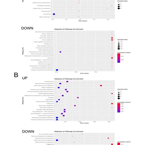 Kegg Pathways Annotation Classification Map Of Degs In Ss And Beta−r