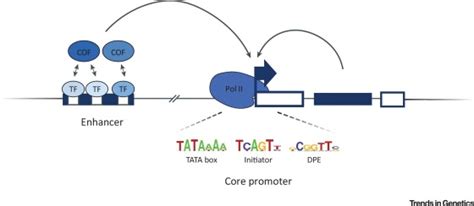 Transcription Factors
