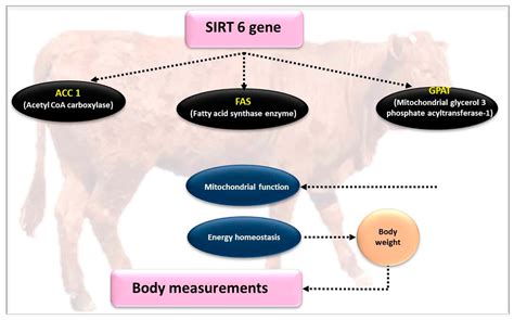 genes free full text advances of molecular markers and their