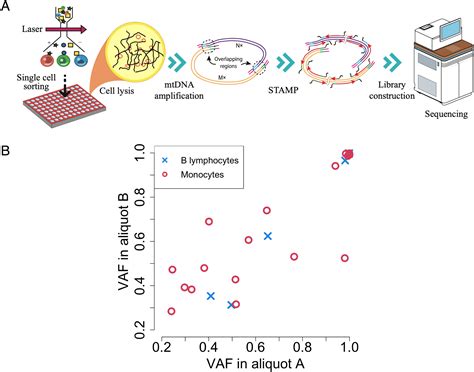 High Frequency And Functional Mitochondrial Dna Mutations At The Single