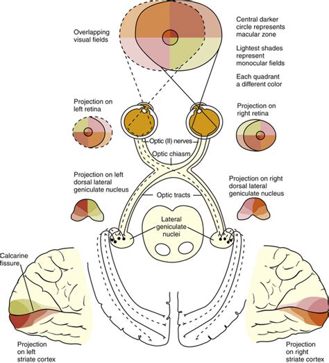 Structure Of Visual Pathway
