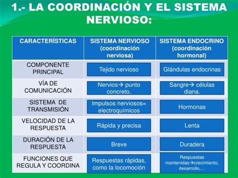 Cuadros Comparativos Y Sinópticos Sobre Sistema Nervioso Y Endocrino