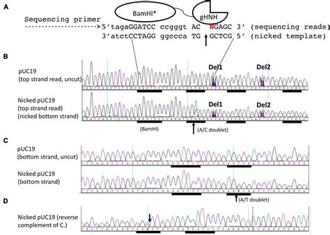 Frontiers Engineering Infrequent Dna Nicking Endonuclease By Fusion