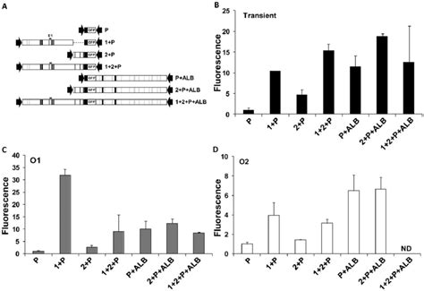 Survey Of A 35 Kb Region For Novel Regulatory Elements A Map Of