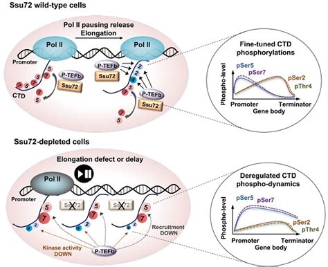 Mammalian Ssu72 Phosphatase Preferentially Considers Tissue Specific