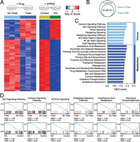 Transcriptome Wide Rna Sequencing Assays To Identify On Target Ability