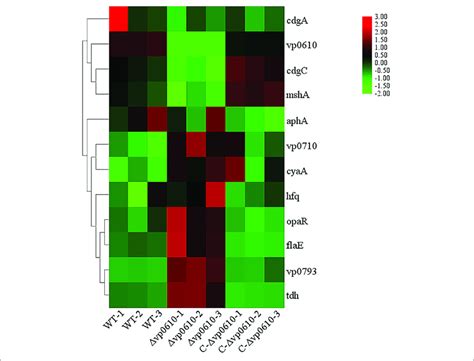 Biofilm Related Gene Expression Analysis Fold Increase Download
