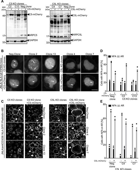 Figures And Data In Arpc5 Isoforms And Their Regulation By Calcium