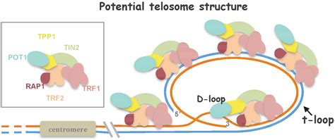 Dna Repair And Telomeres — An Intriguing Relationship Intechopen
