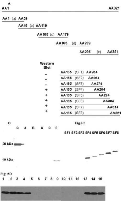 Mapping The Mab 5f8 Epitope A Fragments Of The H5 Ha Coding Region