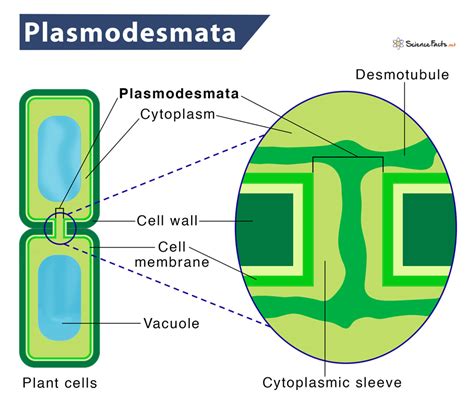 Plasmodesmata Definition Structure Functions And Diagram