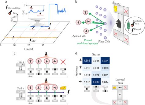 Emulation Of Three Factor Synaptic Plasticity And Reinforcement