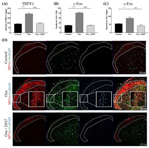 Oral Ji017 Administration Altered The Levels Of C Fos And Trpv1 In The