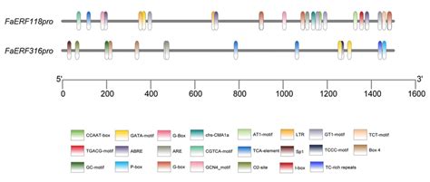 Cis Acting Regulatory Elements In The Faerf118 And Faerf316 Promoters