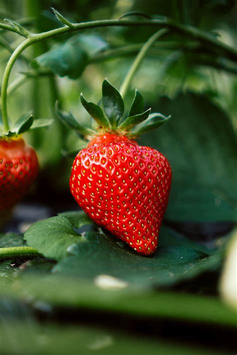 ¿cómo Plantar Fresas En Casa La Huertoteca Huertos Urbanos