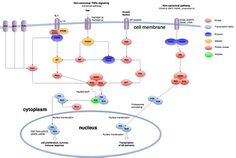 Nf Kappab Signaling Antibodies