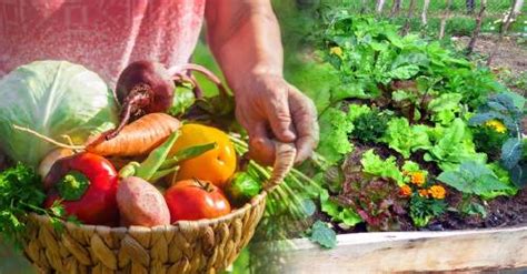 Huertos Compartidos La Seguridad Alimentaria A Través Del Cultivo