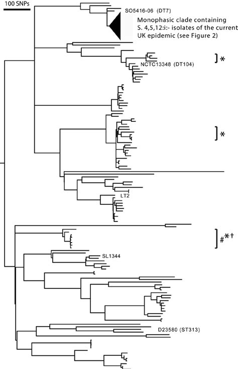 Phylogeny Of Salmonella Enterica Serovar Typhimurium Salmonella