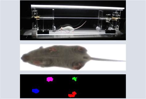 Unusual Gait Marks Mice With Mutations Related To Autism Spectrum