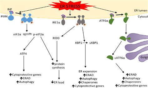 The Unfolded Protein Response Upr Under Normal Conditions Perk