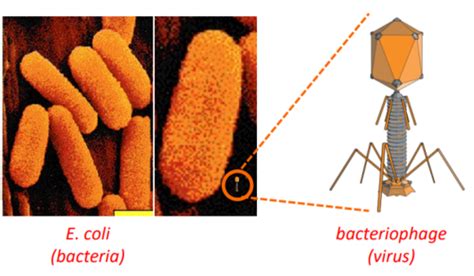 Lecture 19 Immunity To Viruses Flashcards Quizlet