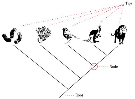 2 13 Species The Evolution And Biology Of Sex