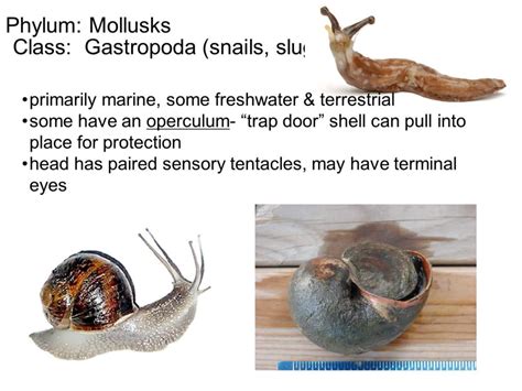 Snails Characteristics Properties Types And More