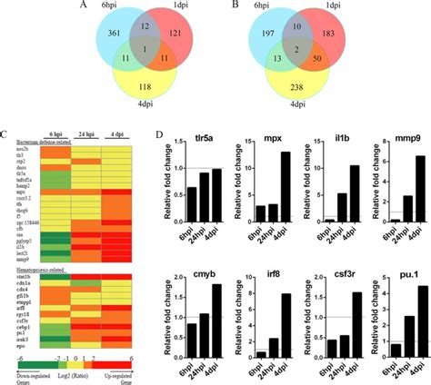 Systemic Inoculation Of Escherichia Coli Causes Emergency Myelopoiesis