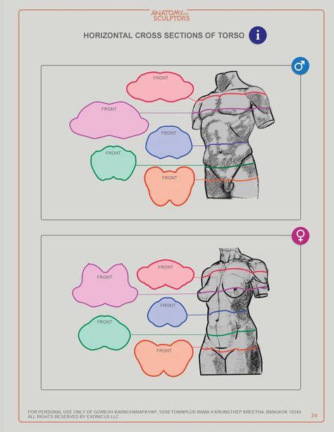 Horizontal Cross Sections Of Torso Anatomi