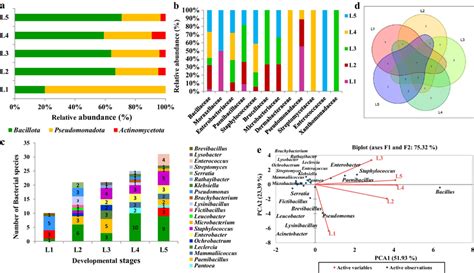 Gut Bacteria Dynamics Across Life Stages Of Samia Ricini A Relative