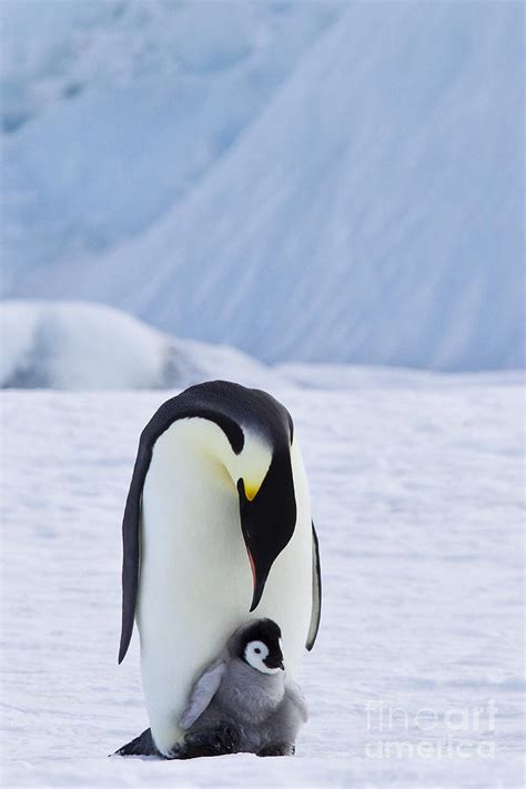 Emperor Penguin And Chick 12 Photograph By Jean Louis Klein And Marie