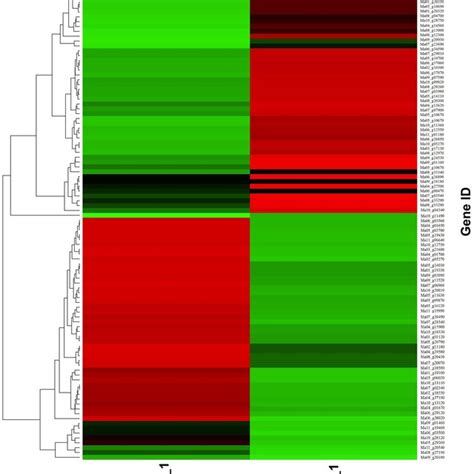Hierarchical Clustering And Expression Heatmap Of Top 100 Degs