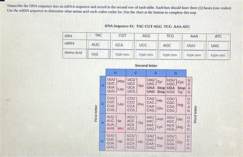 Solved Transcribe The Dna Sequence Into An Mrna Sequence And Record In