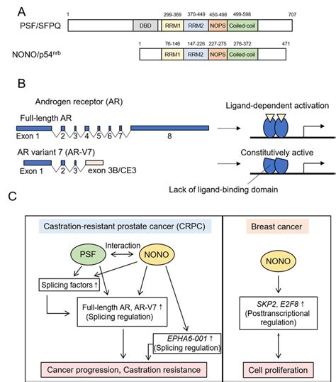 A Representation Of Domain Structures Of Ptb Associated Splicing