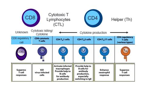 Cell Mediated Immunity Cmi T Cell Types And Functions – Microbe Online