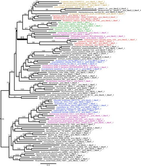 Concatenated Phylogenetic Analysis Of Menfd Ml Analysis The Tree Is