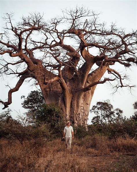 This Is A Baobab Tree An Icon Of Africa Known As The Tree Of Life Or