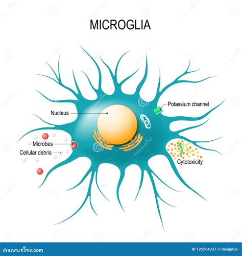 Microglial Cells