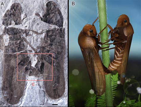 fossilized insects trapped in the act of mating for 165 million years [sfw]