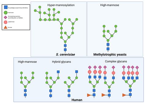 Applied Microbiology Free Full Text Yeast And Virus Like Particles