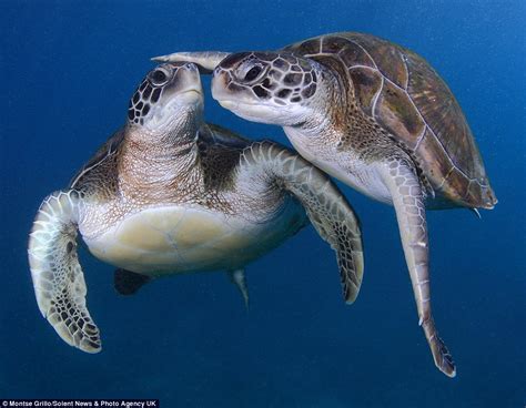 turtles swimming up close to two divers and playing around for the