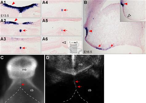 Figures And Data In Specification Of Diverse Cell Types During Early