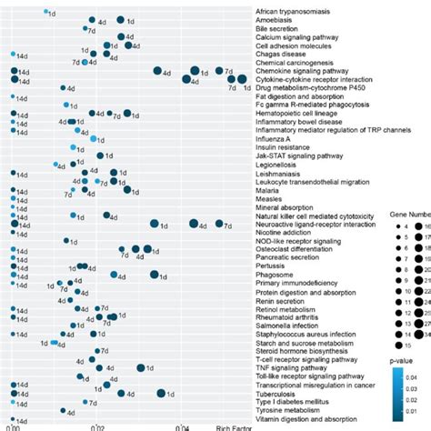 Enriched Kegg Pathways Of Significantly Differentially Expressed Mrnas