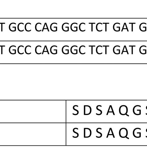 The Exon 7 Nucleotide Sequence A And The Corresponding Amino Acid