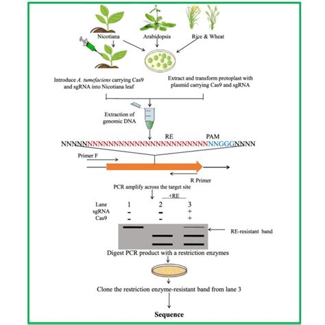 Rad Sequence Discovery And Genotyping Of Snps By Next Generation