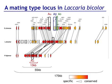 Ppt Annotation Mating Type A Locus Powerpoint Presentation Free
