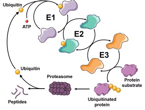 Ubiquitin Proteasome Pathway